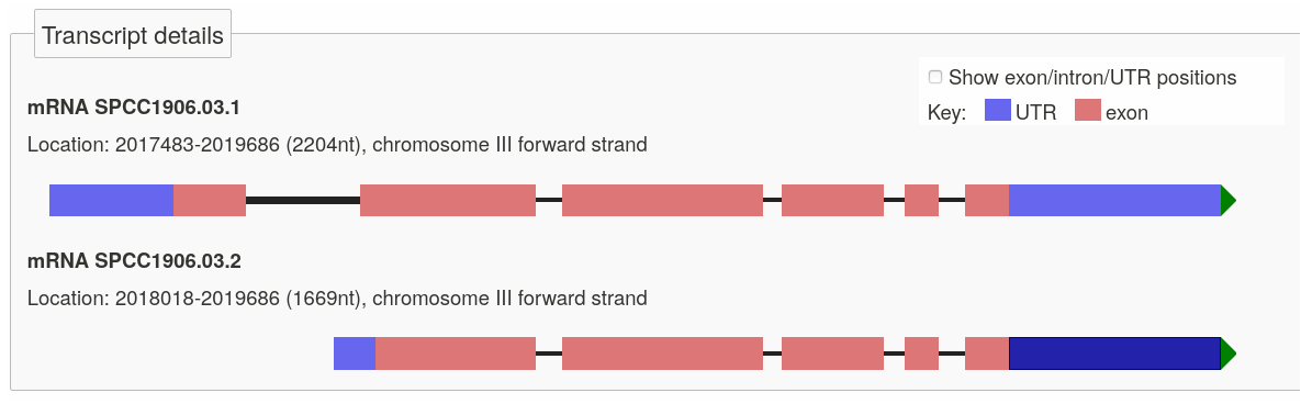 Exon Intron Utr Size Dependent Enhancement Of Gene Expression By